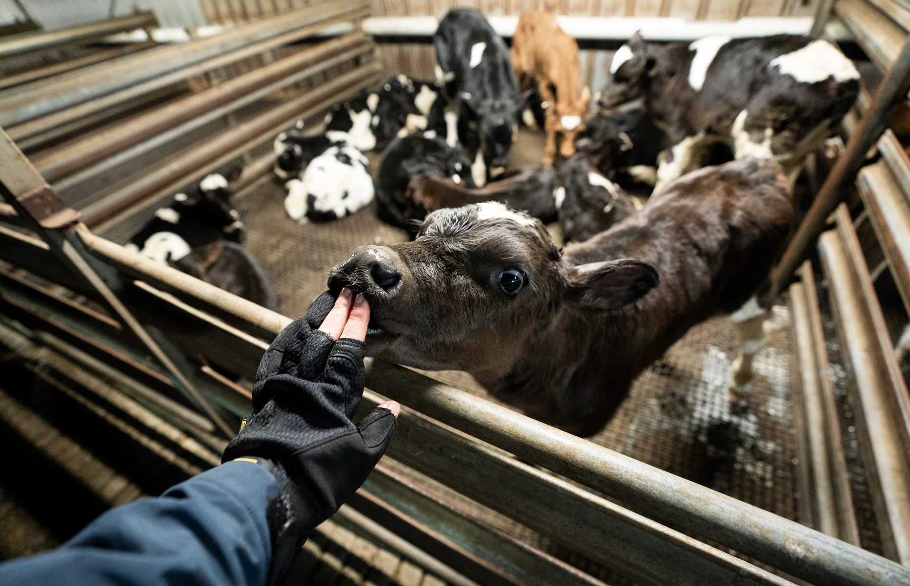 Virtual tour of Tasmanian Quality Meats - Farm Transparency Project ...