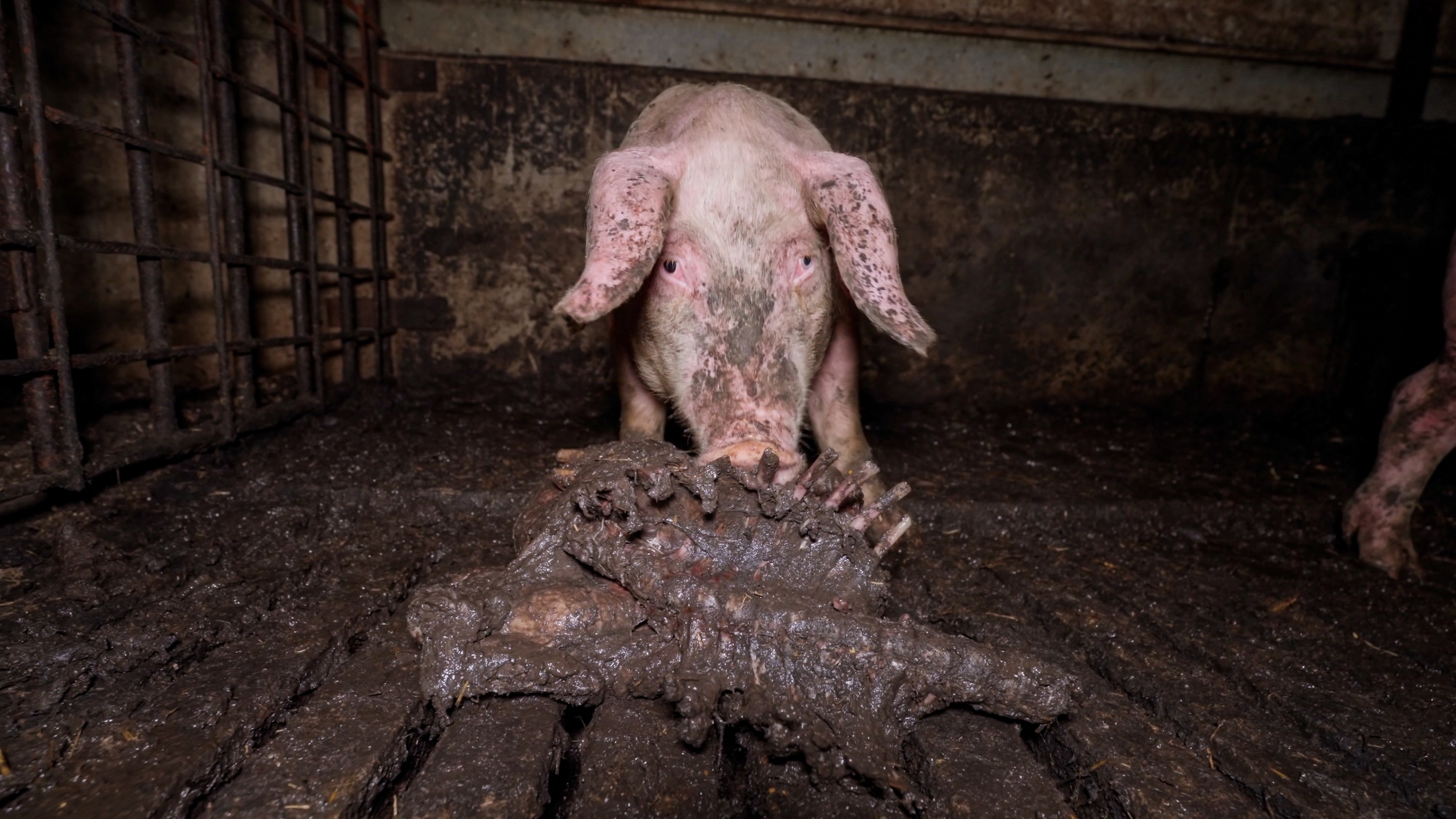 Tell SA Authorities to Shut Down Dublin Piggery - Take Action - Farm ...