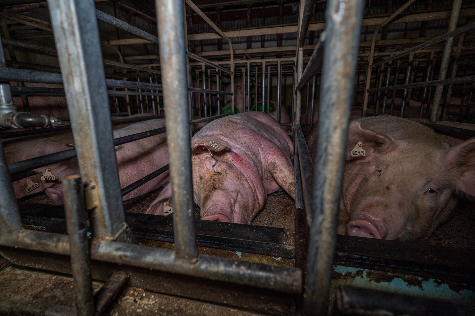 Sow stalls - Campaigns - Farm Transparency Project (FTP) | Australian ...