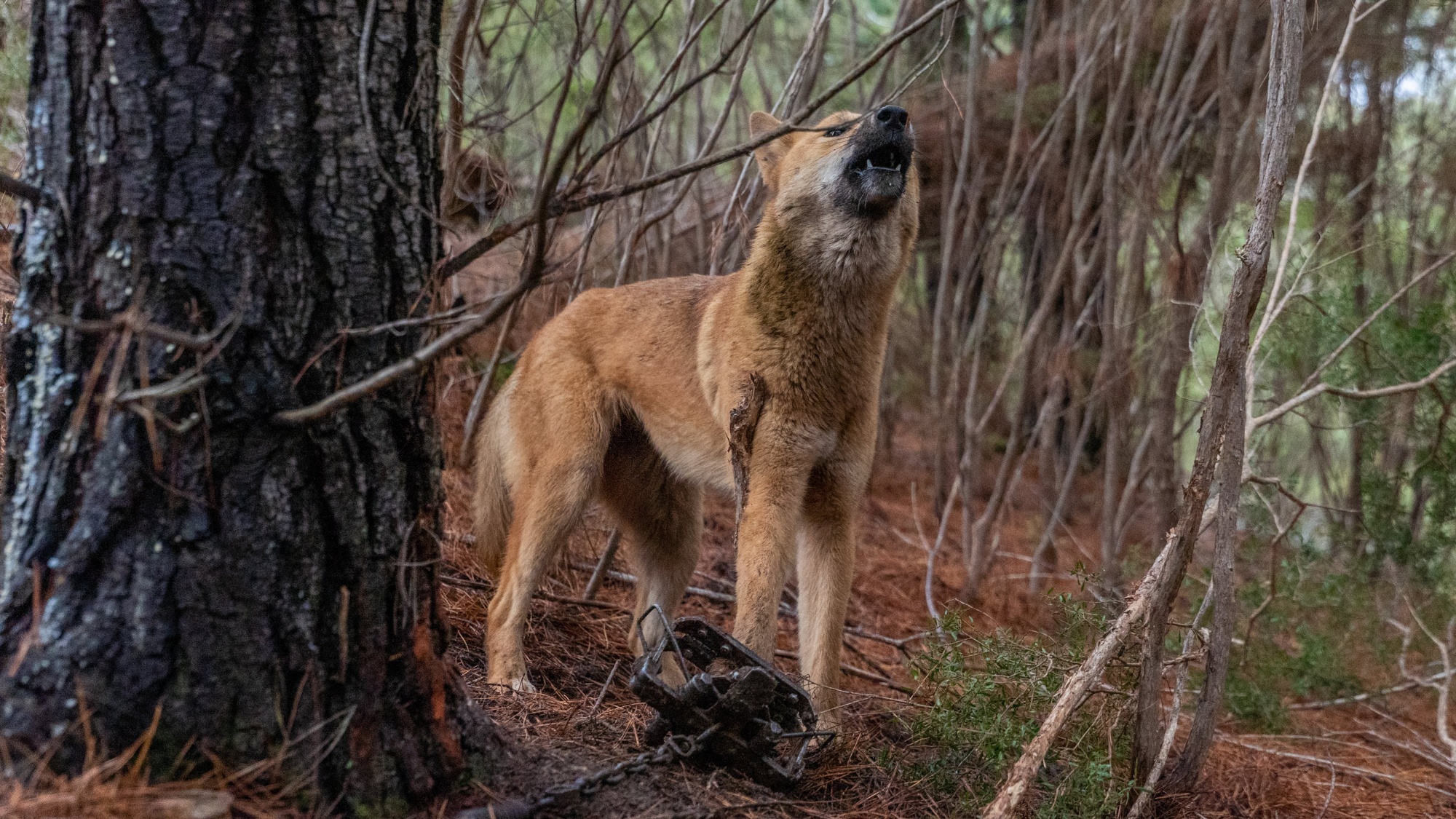 Dingo trapping in Victoria - Campaigns - Farm Transparency Project (FTP ...