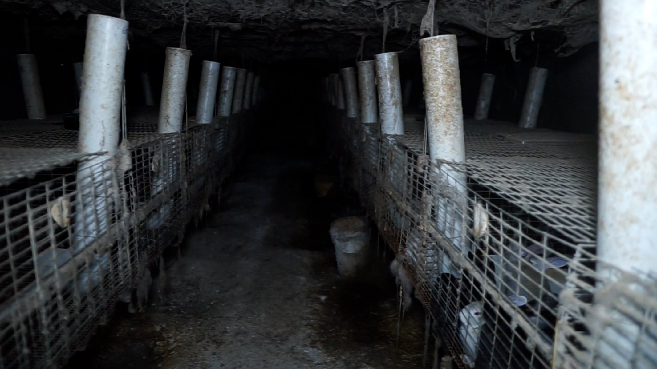 Rabbit farming and slaughter - Campaigns - Farm Transparency Project ...