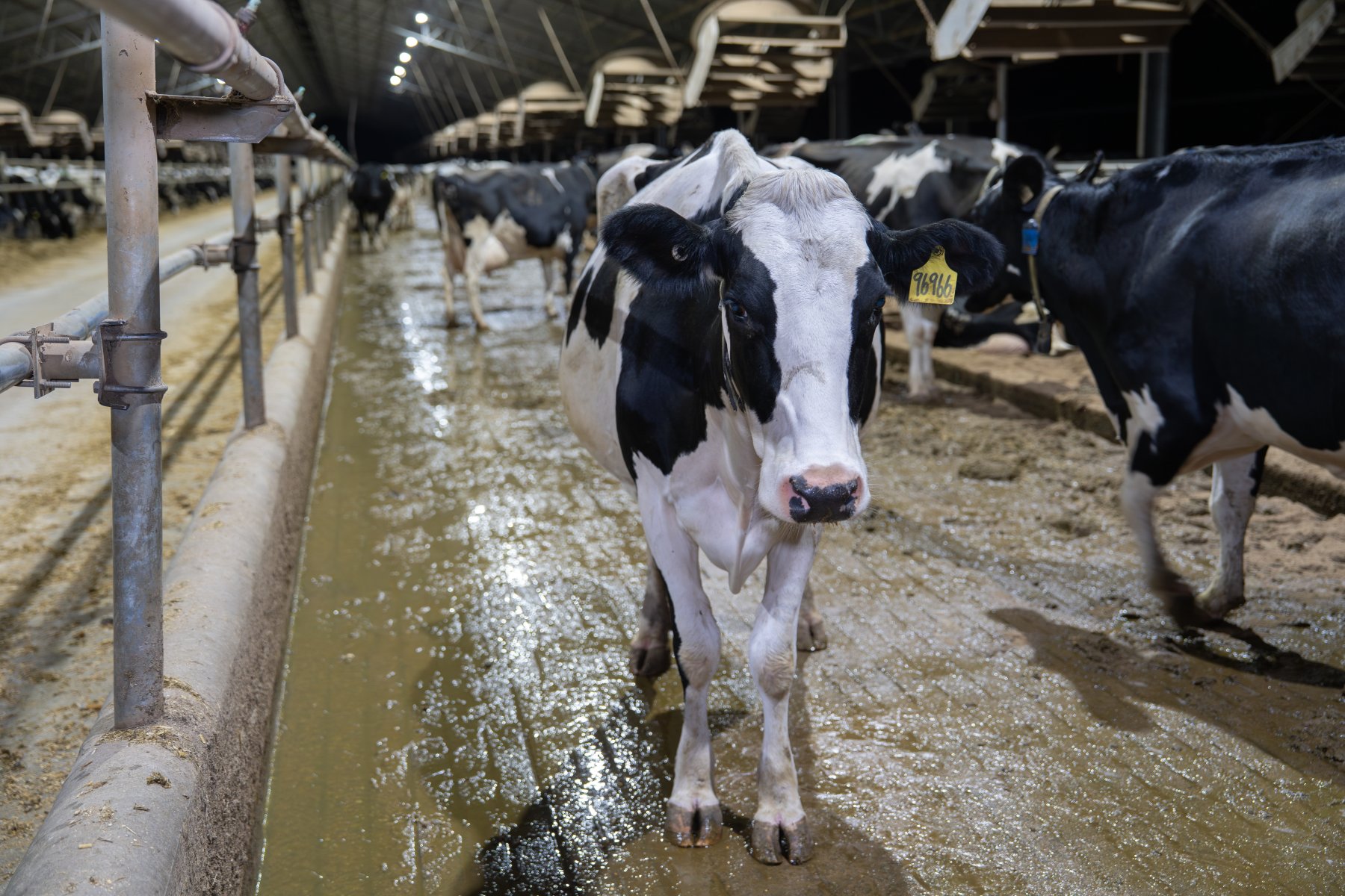 Dairy Factory Farms - Campaigns - Farm Transparency Project (FTP ...