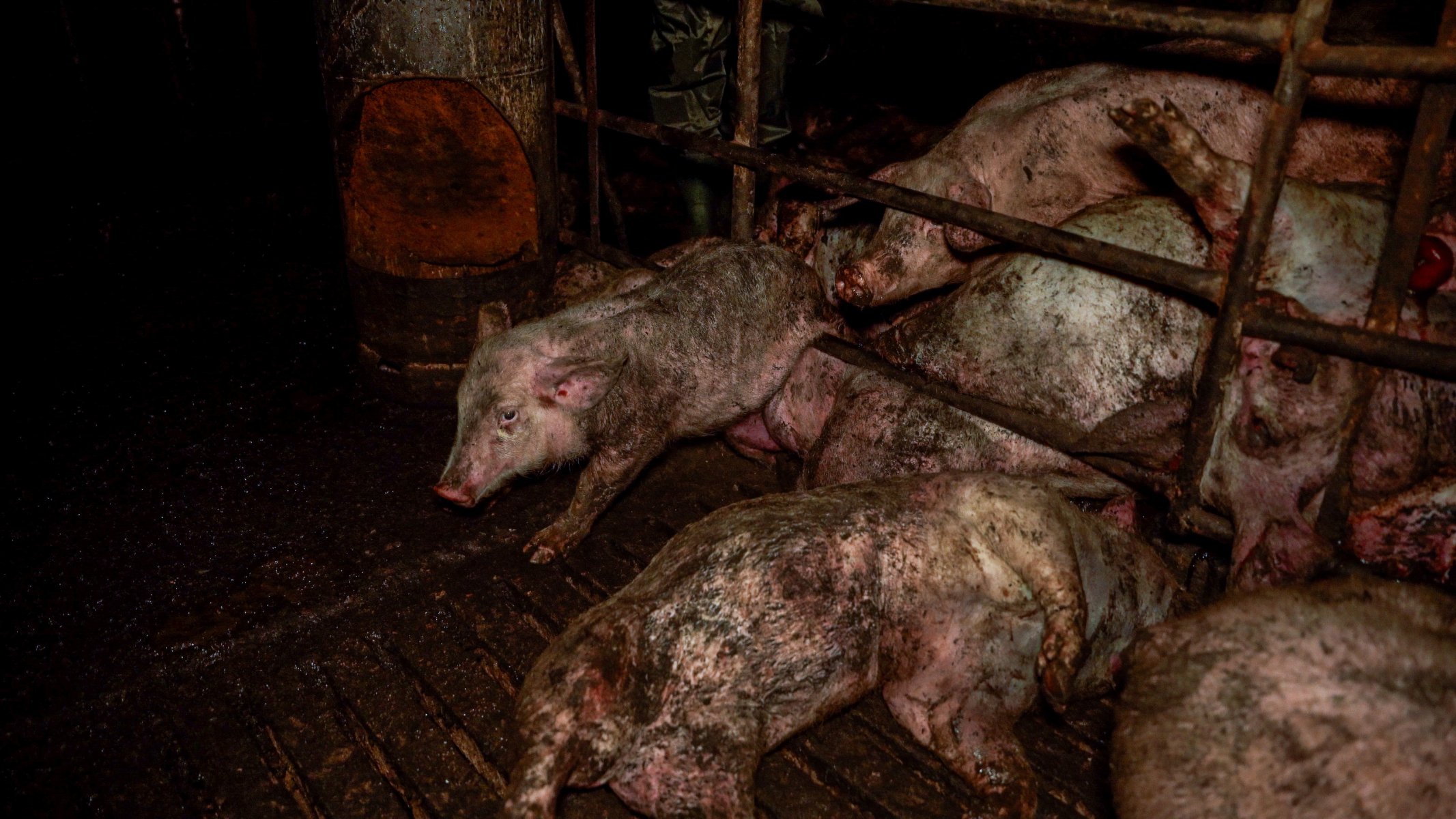 Andgar Piggeries, South Australia: Take Action - Campaigns - Farm ...