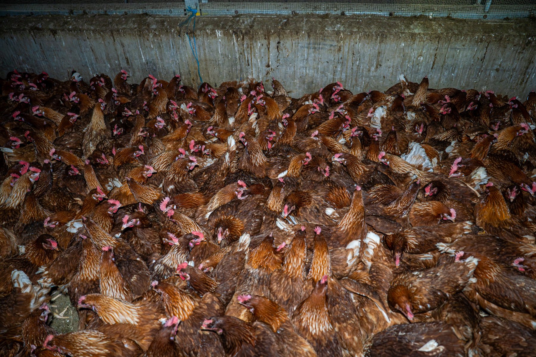 Eggs Uncaged - Campaigns - Farm Transparency Project (FTP) | Australian ...