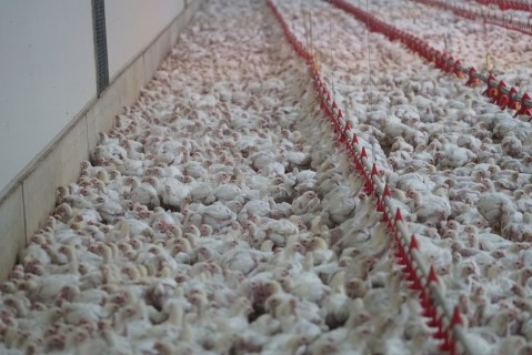 Broiler (Meat) Chickens - Knowledgebase - Farm Transparency Project ...