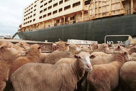 Live Export - Knowledgebase - Farm Transparency Project (FTP ...
